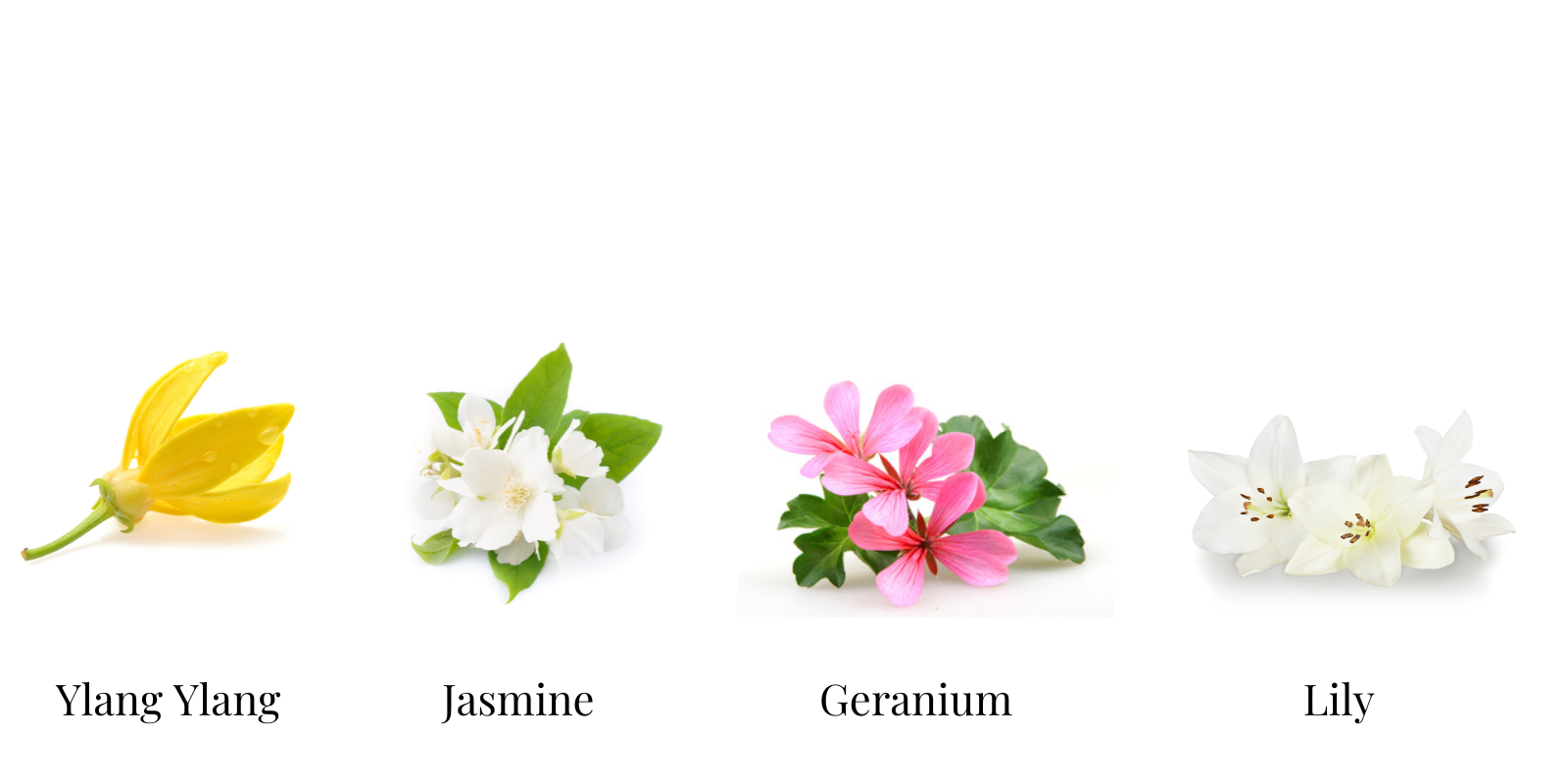 Learn about scent — Aromafume - USA